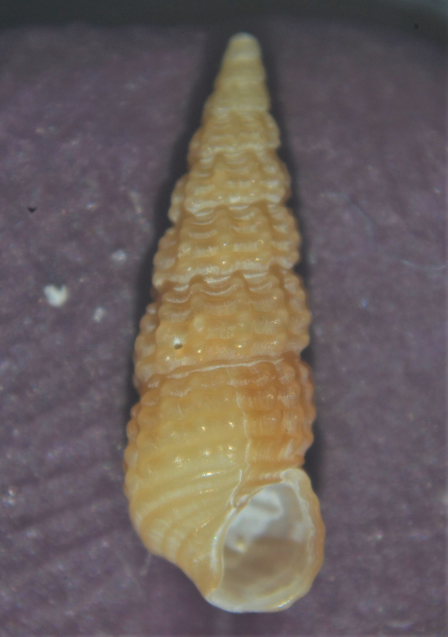 Bittium reticulatum (da Costa, 1778)