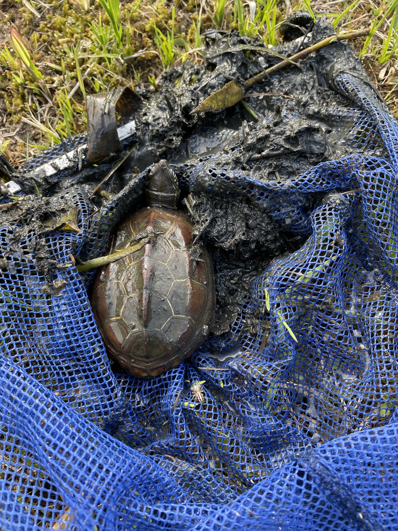 Mauremys reevesii (Gray, 1831)