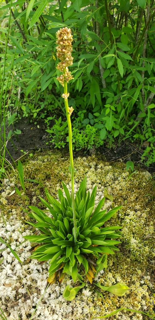 swamp pink in May 2022 by Steve O'Neil · iNaturalist