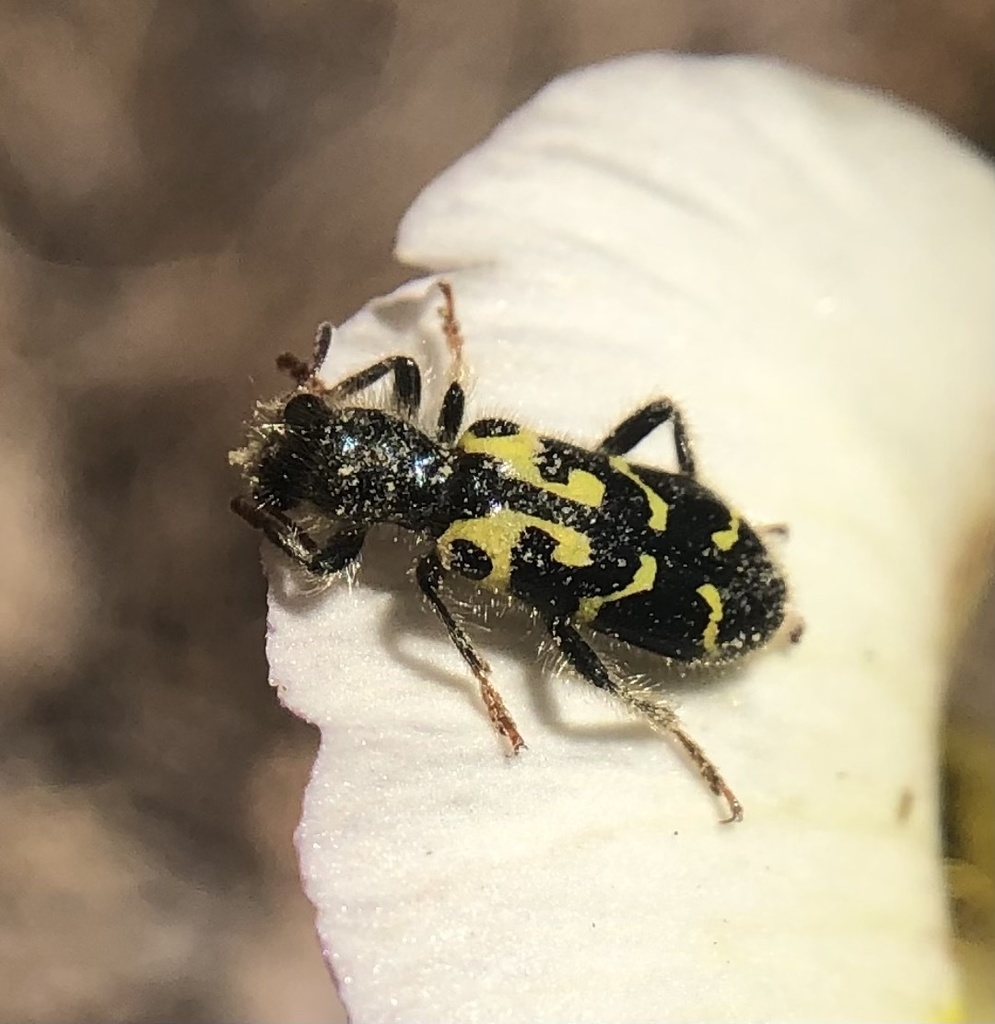 Ornate Checkered Beetle from Leesville Lodoga Rd, Stonyford, CA, US on ...