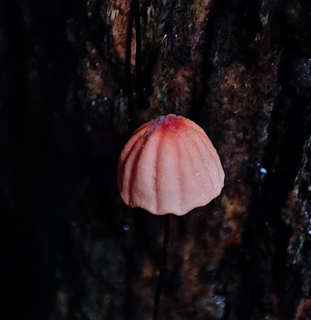 pinwheels and parachute mushrooms from KFRI on May 22, 2022 at 03:27 PM ...