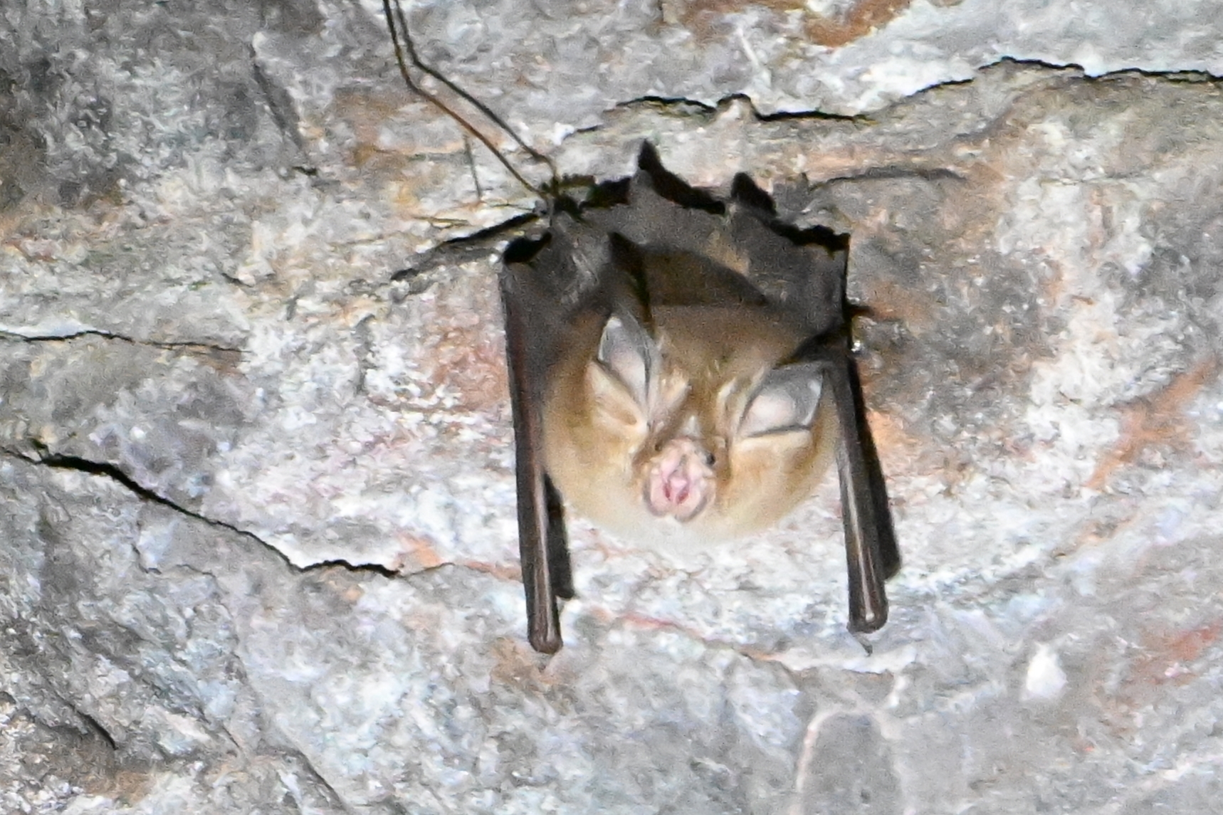 Rhinolophus pusillus Temminck, 1834