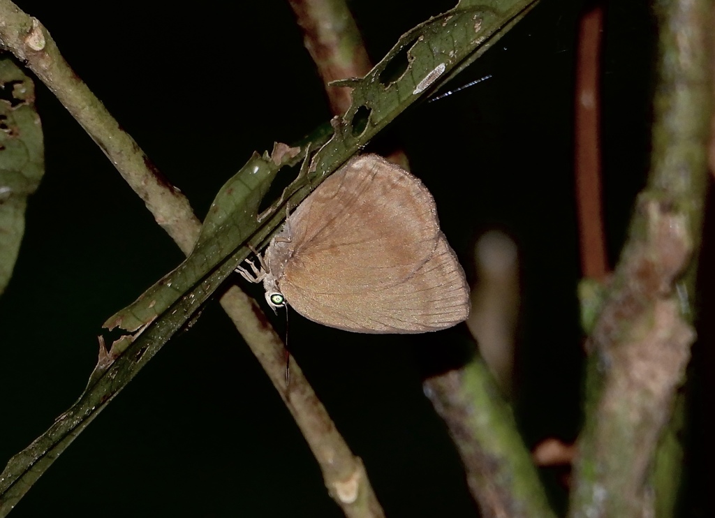 Spotless Oakblue (Big Butterfly Month India Field guide - Gaurav S ...