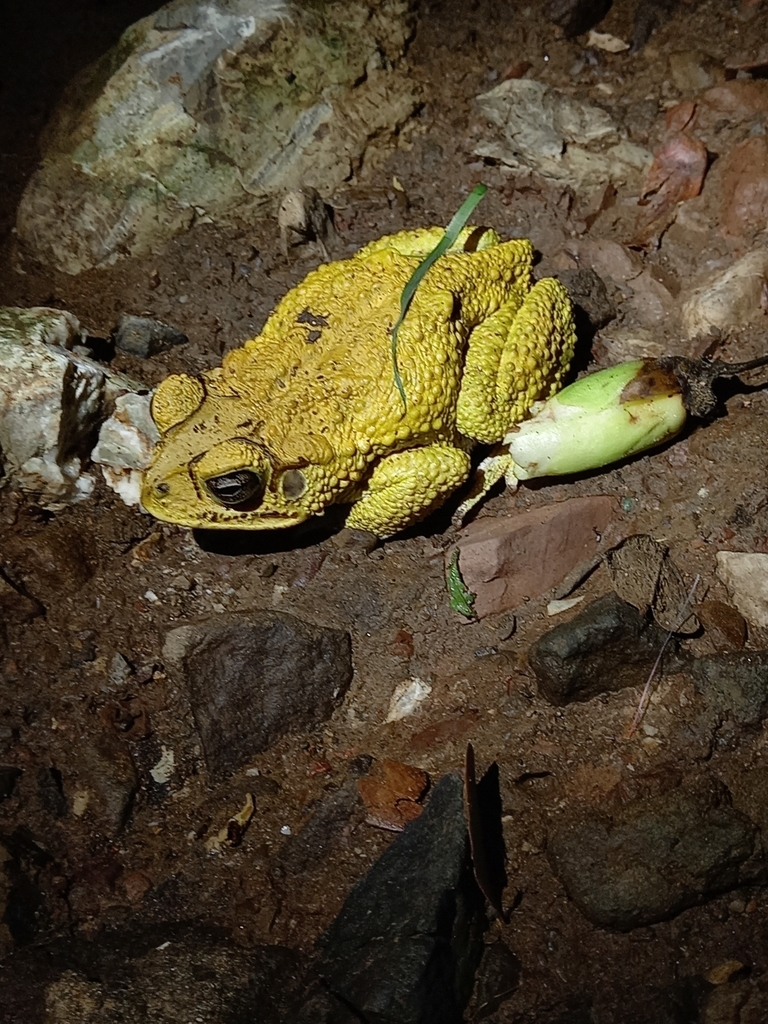 Yellow Toad from Lepanto, Provincia de Puntarenas, Costa Rica on May 14 ...