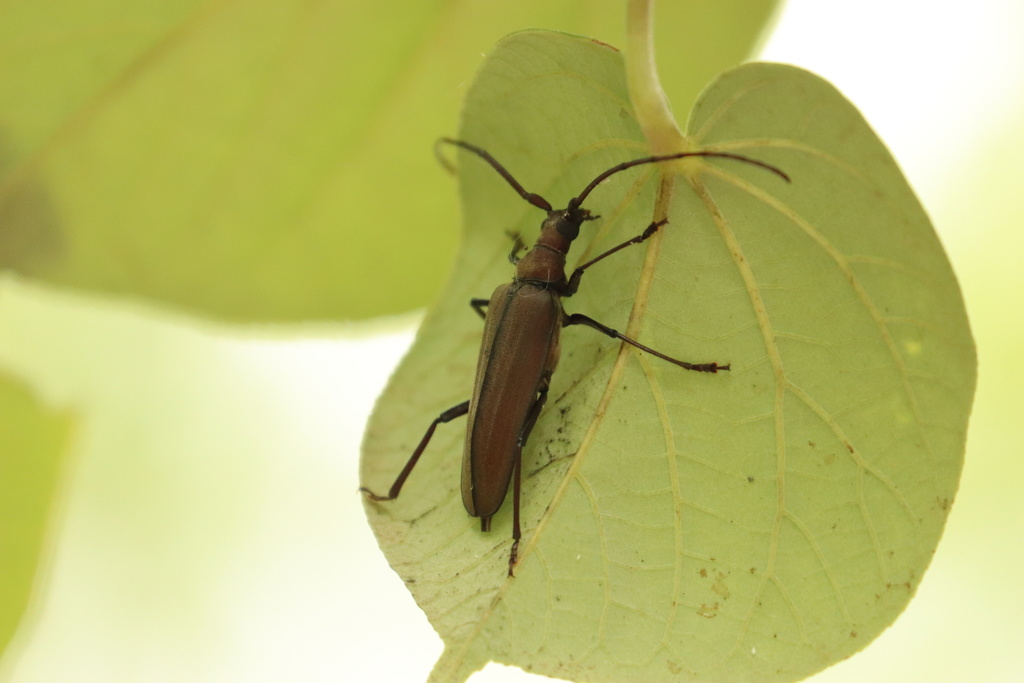 Aegolipton marginale from 大嶼山, 東涌, 新界, HK on May 21, 2022 at 12:05 PM ...