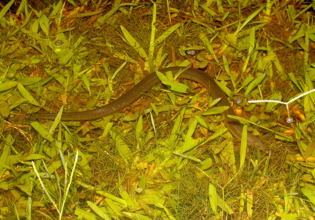 Swamp Eels (Synbranchiformes) - Marine Life Identification
