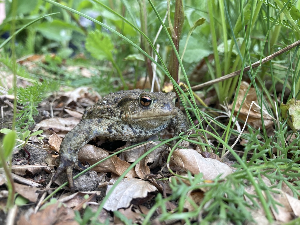 European Toad from Fyn, Middelfart, Syddanmark, DK on May 22, 2022 at ...