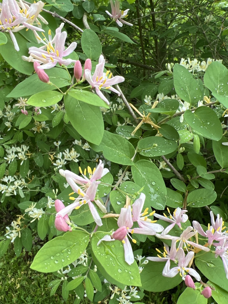 Tatarian honeysuckle from Delta Mills Park, Lansing, MI, US on May 22 ...