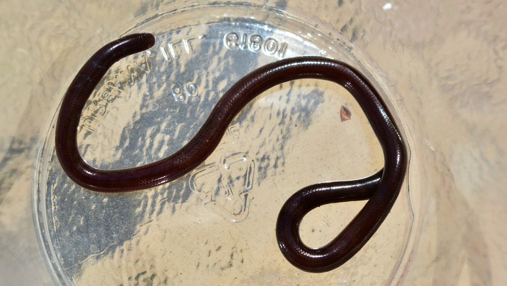 Brahminy Blindsnake in March 2022 by Janson Jones · iNaturalist