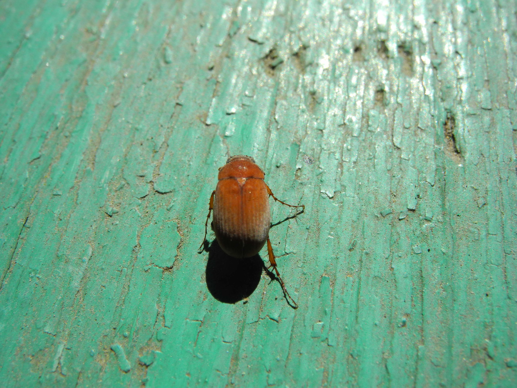 Serica brunnea (Linnaeus, 1758)
