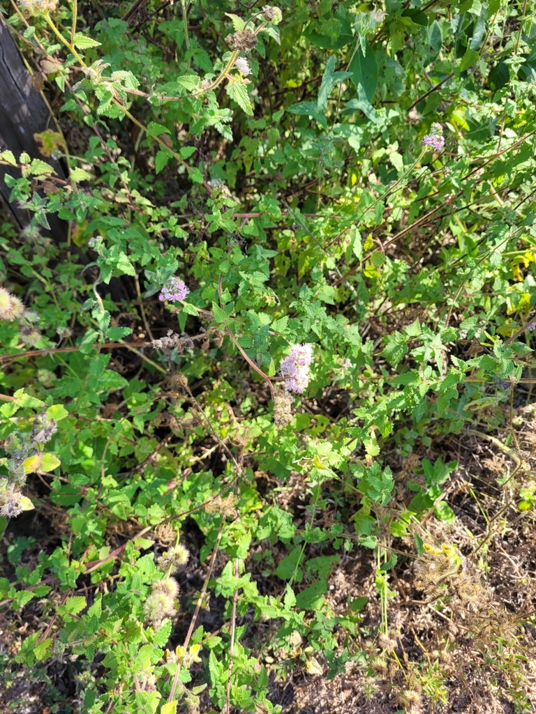 billygoat weed from Itinga, MG, 39610-000, Brasil on May 22, 2022 at 08 ...