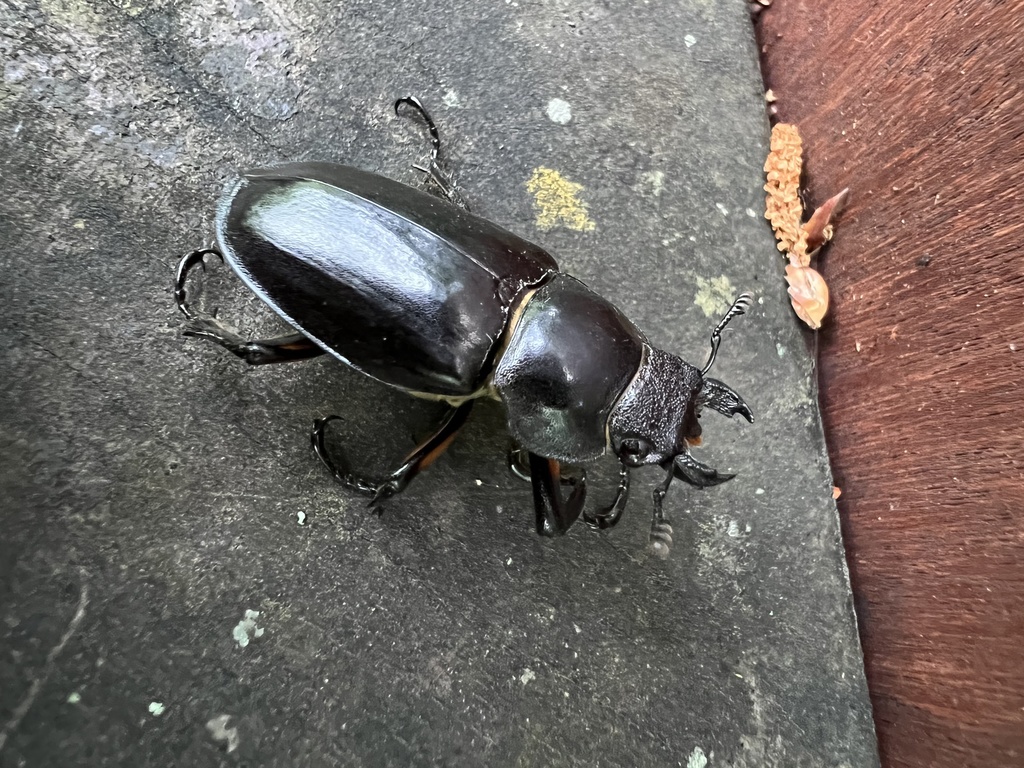 Lucanus maculifemoratus taiwanus from 雪霸國家公園, 和平區, TW on May 21, 2022 ...
