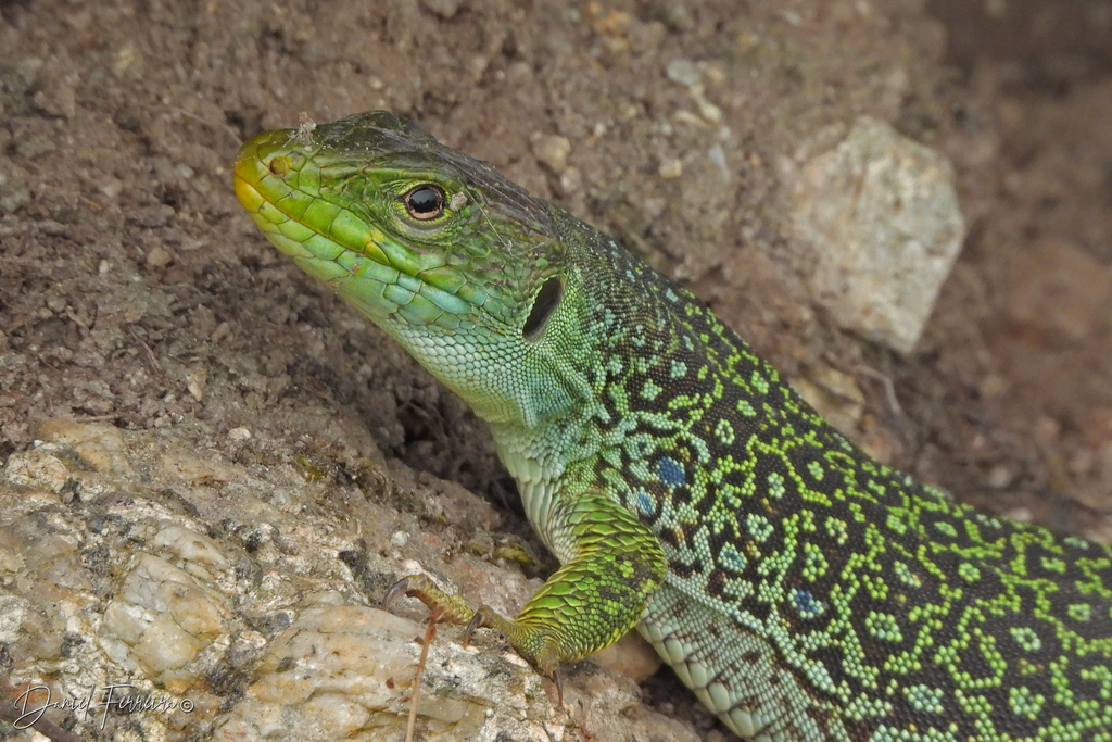 Ocellated Lizard from Guimarães, Portugal on May 22, 2022 at 03:33 PM ...