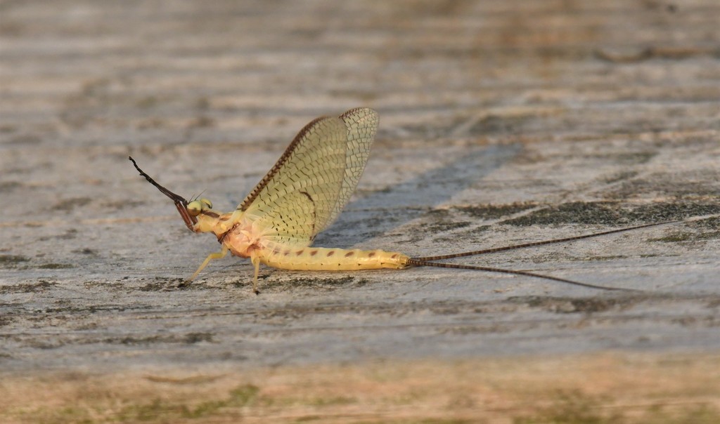 Giant Mayflies from Van Zandt County, TX, USA on May 21, 2022 at 07:52 ...
