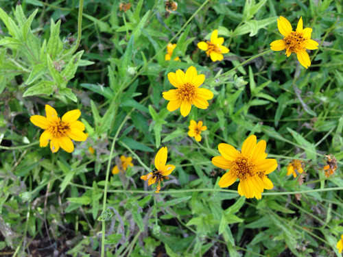 Clemolillo (Wedelia acapulcensis var. hispida)
