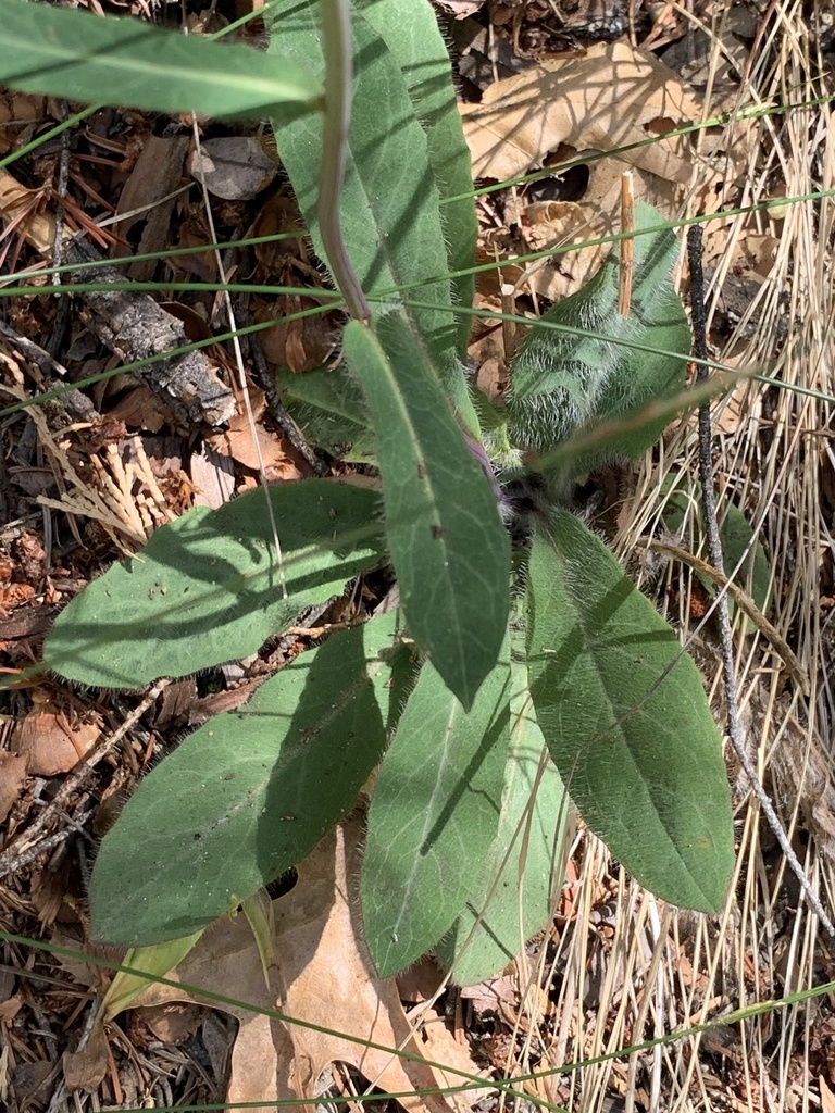 white hawkweed from Yosemite National Park, Yosemite National Park, CA ...