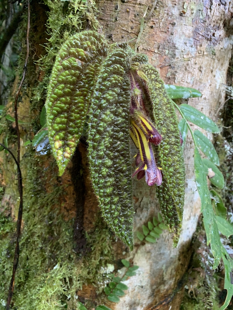Columnea purpureovittata from Archidona, Napo, EC on May 22, 2022 at 08 ...