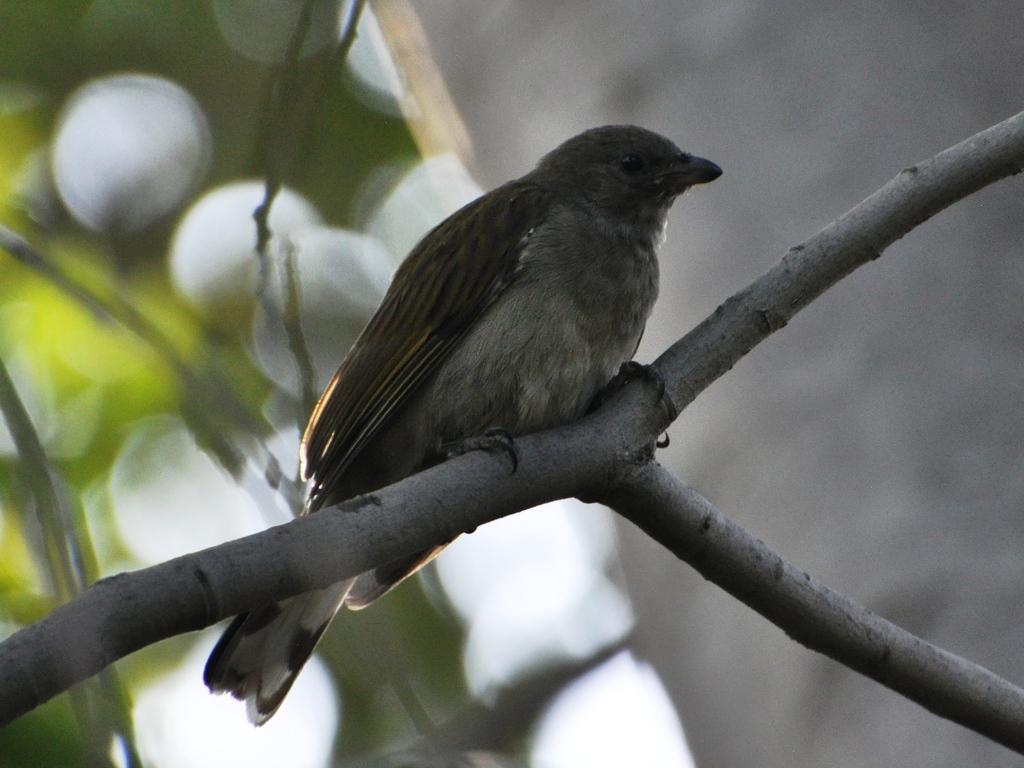 Indicator minor minor from Gaborone North, Gaborone, Botswana on April ...
