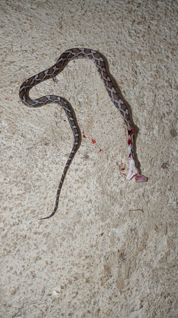 Yucatan Rat Snake from Dziuché on May 01, 2022 by Jherico Meléndez ...