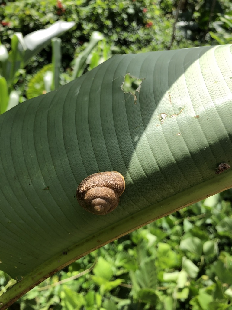 Granodomus lima from El Yunque National Forest, Río Grande, Puerto Rico ...