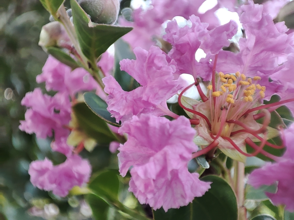 Crape-myrtle from Três Corações - MG, 37410-000, Brasil on February 14 ...