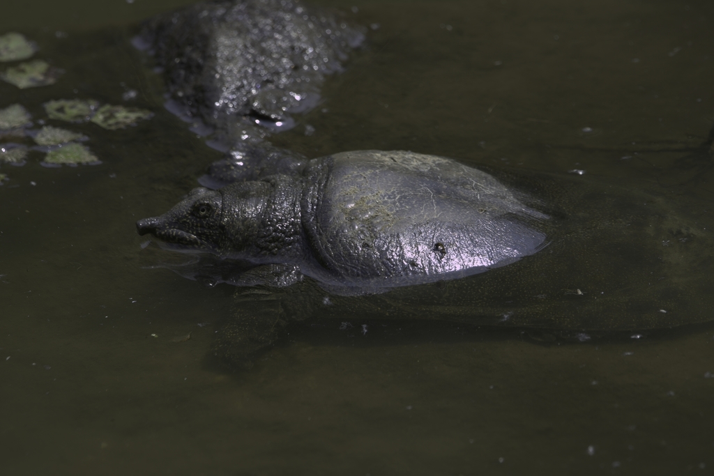 Amur Softshell Turtle from 2(i)sunhwan-ro, Heungdeok-gu, Cheongju-si ...