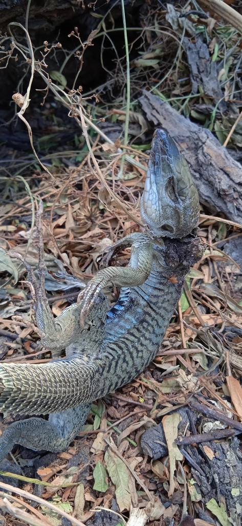 Sack's Giant Whiptail Lizard from La Pedrera, Magdalena Cuayucatepec ...