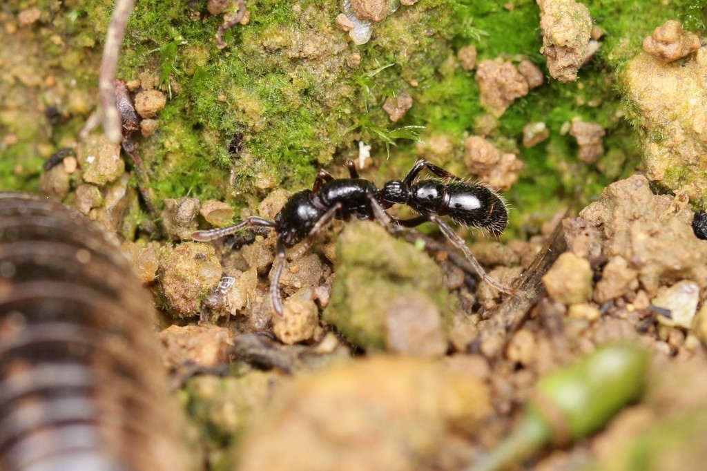 Asian Raider Ant from 梧桐山 on May 19, 2022 at 12:28 PM by 青李 · iNaturalist