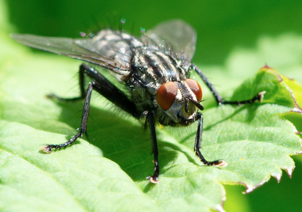 Common Flesh Flies from Aalborg Centrum, 9000 Aalborg, Danmark on May ...