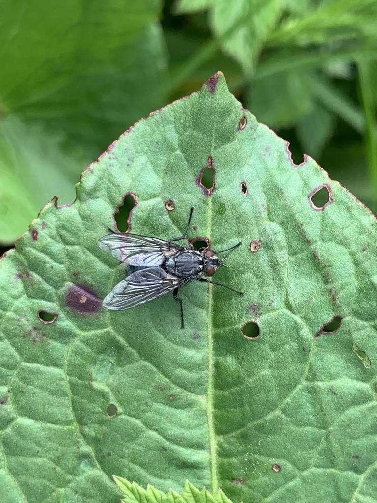 Calyptrate Flies from Odder, Midtjylland, DK on May 22, 2022 at 09:10 ...