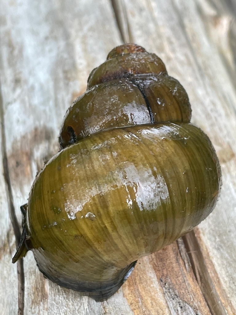 Chinese Mystery Snail from King County, WA, USA on May 20, 2022 at 02: ...