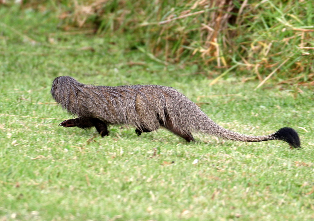 Ichneumon from Garden Route Botanical Garden on May 20, 2022 at 10:35 ...