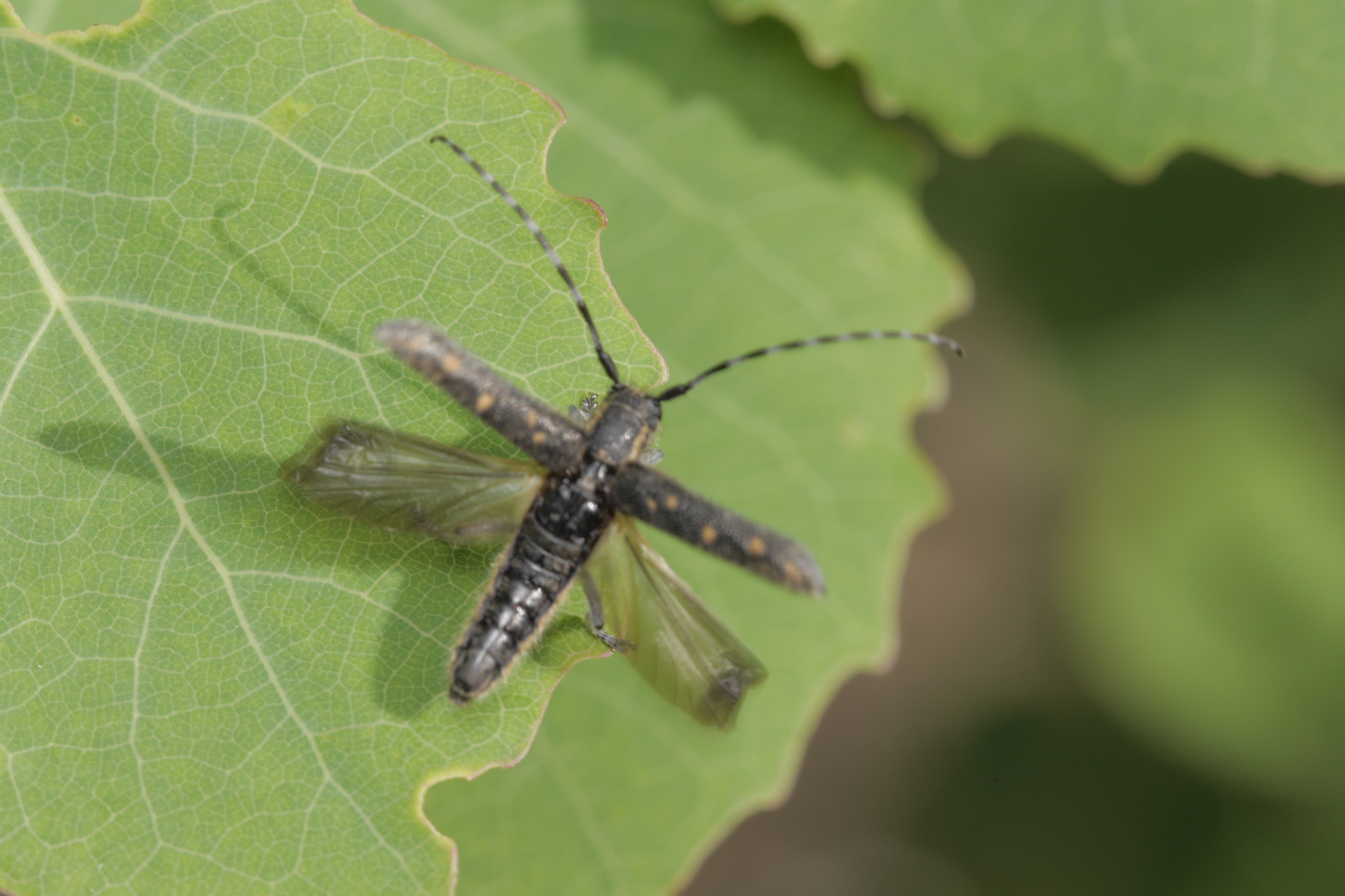 Saperda populnea (Linnaeus, 1758)