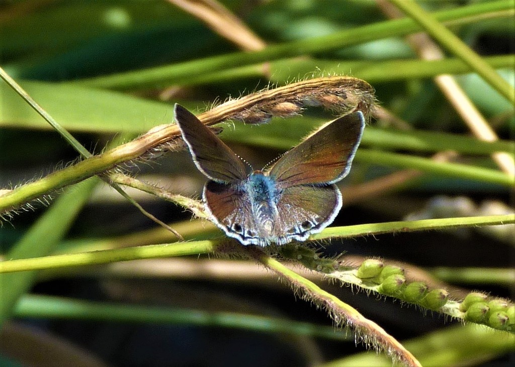 Strymon bubastus (Borboletas de Rio Claro, SP/Butterflies of Rio Claro ...