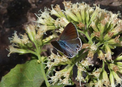 Strymon bubastus (Borboletas de Rio Claro, SP/Butterflies of Rio Claro ...