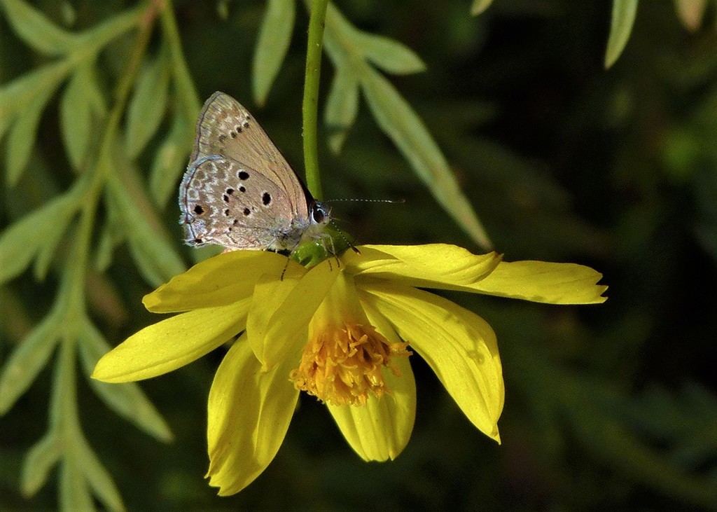 Strymon bubastus (Borboletas de Rio Claro, SP/Butterflies of Rio Claro ...