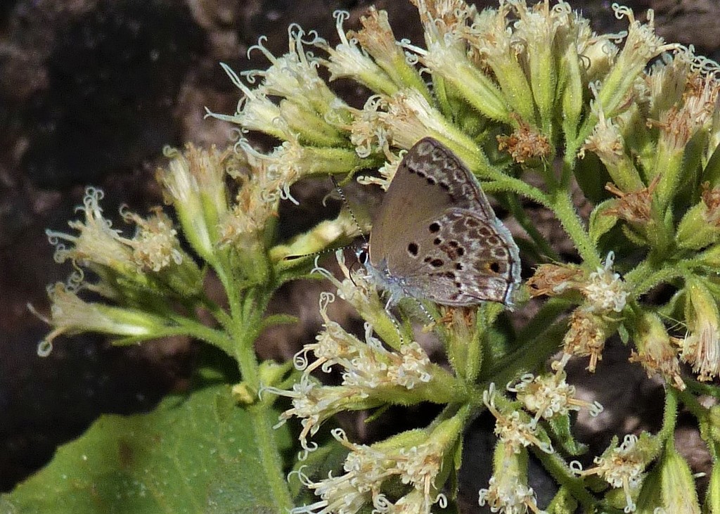 Strymon bubastus (Borboletas de Rio Claro, SP/Butterflies of Rio Claro ...