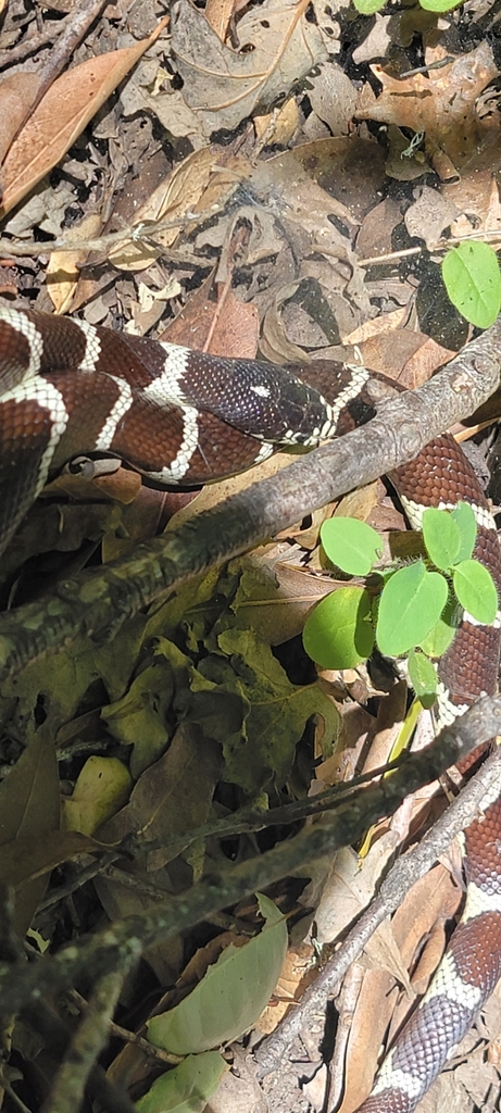 California King Snake from Novato, CA 94947, USA on May 21, 2022 at 11: ...