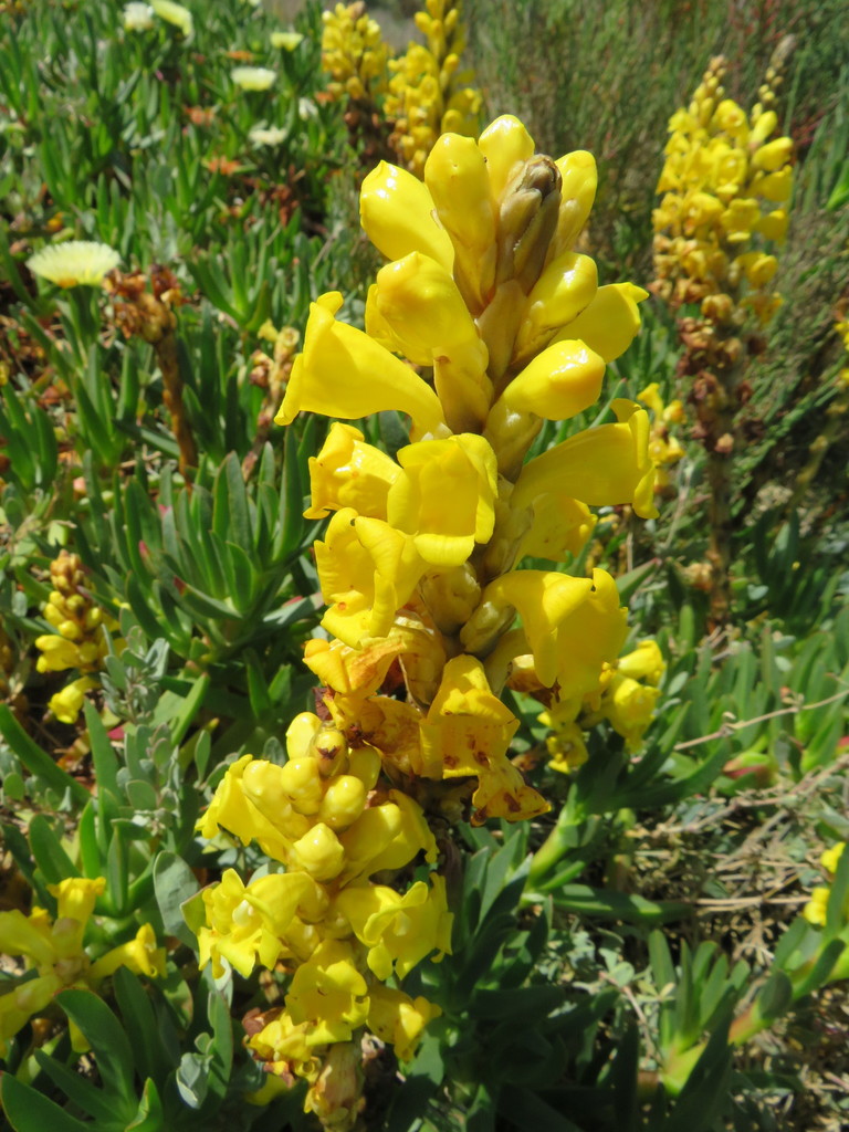 Yellow Broomrape from Barreiro, Portugal on April 29, 2022 at 11:36 AM ...