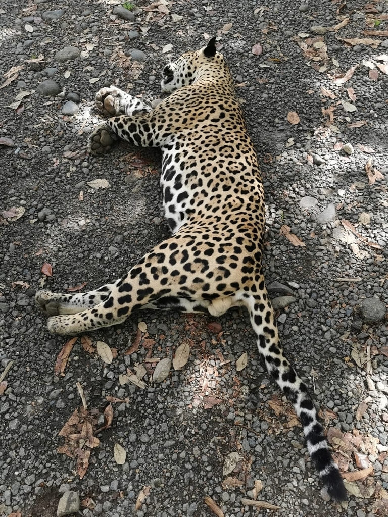 Jaguar in May 2022 by Michelle Monge-Velazquez. Atropello reportado por ...