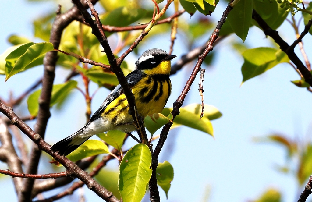 Magnolia Warbler from Ipswich, MA, USA on May 21, 2022 at 04:59 PM by ...