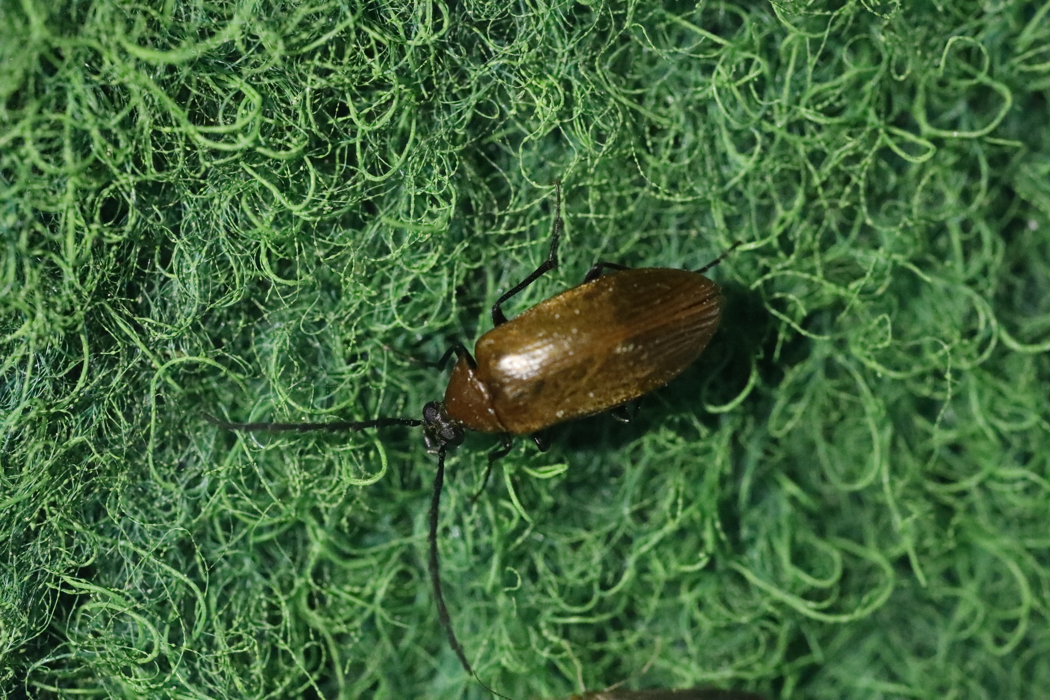 Pseudocistela ceramboides (Linnaeus, 1758)