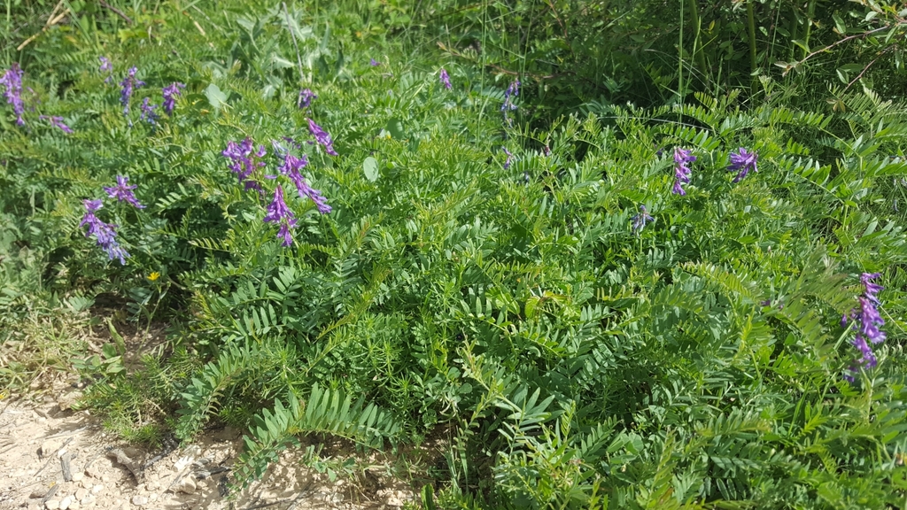 Vetches by Germán Lozano · iNaturalist