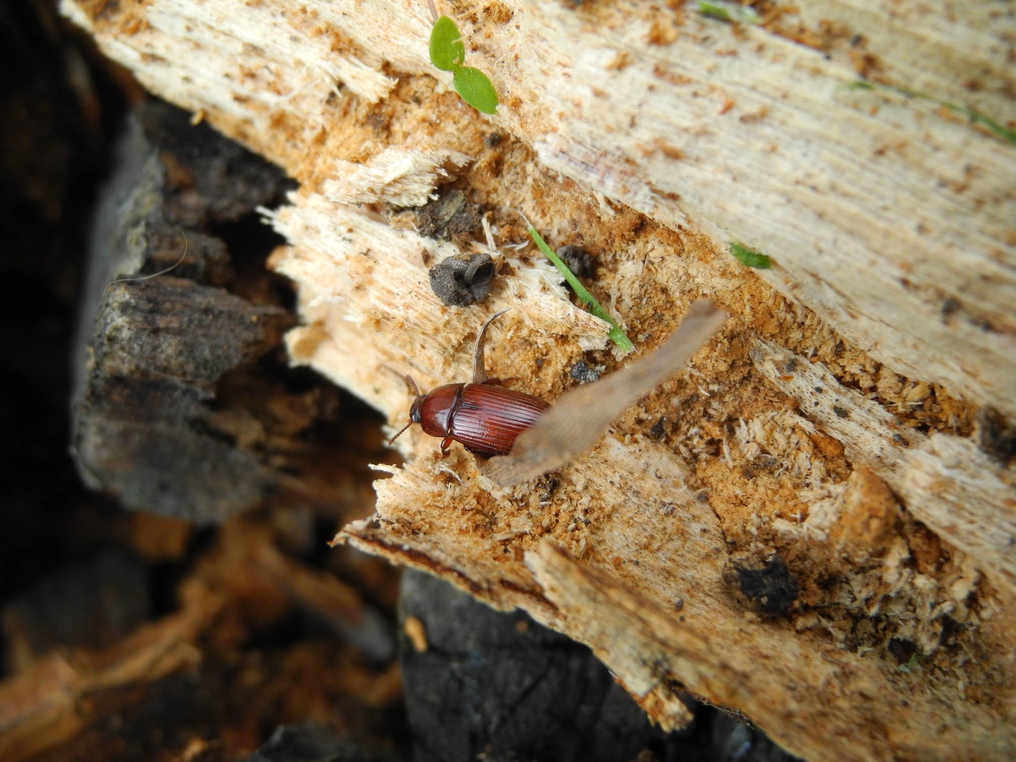 Uloma culinaris (Linnaeus, 1758)