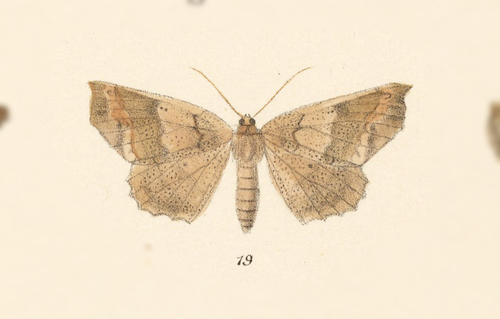 Chrysomima bubula · iNaturalist
