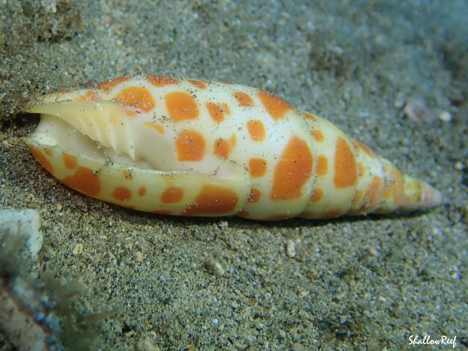 Mitra mitra (Linnaeus, 1758)