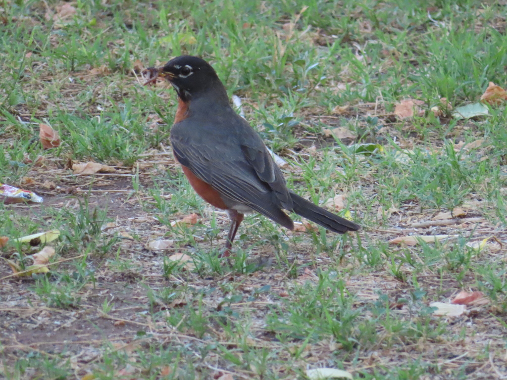 American Robin from Magisterial Universidad, 31200 Chihuahua, Chih ...