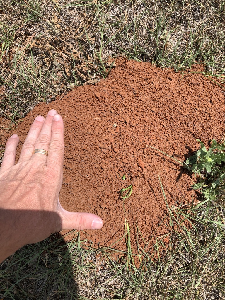 Plains Pocket Gopher from SH-22, Whitney, TX, US on May 22, 2022 at 12: ...