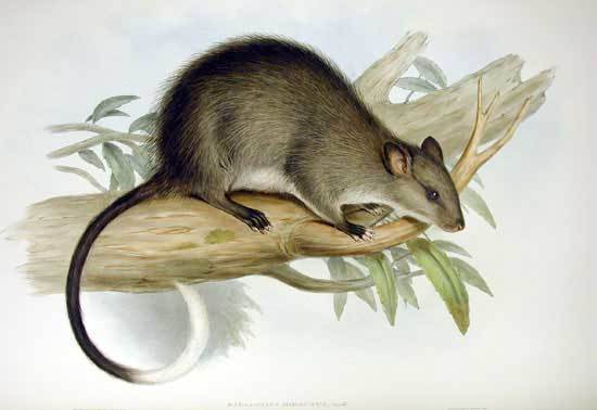 Australian Tree Rats (Mesembriomys) - Know Your Mammals
