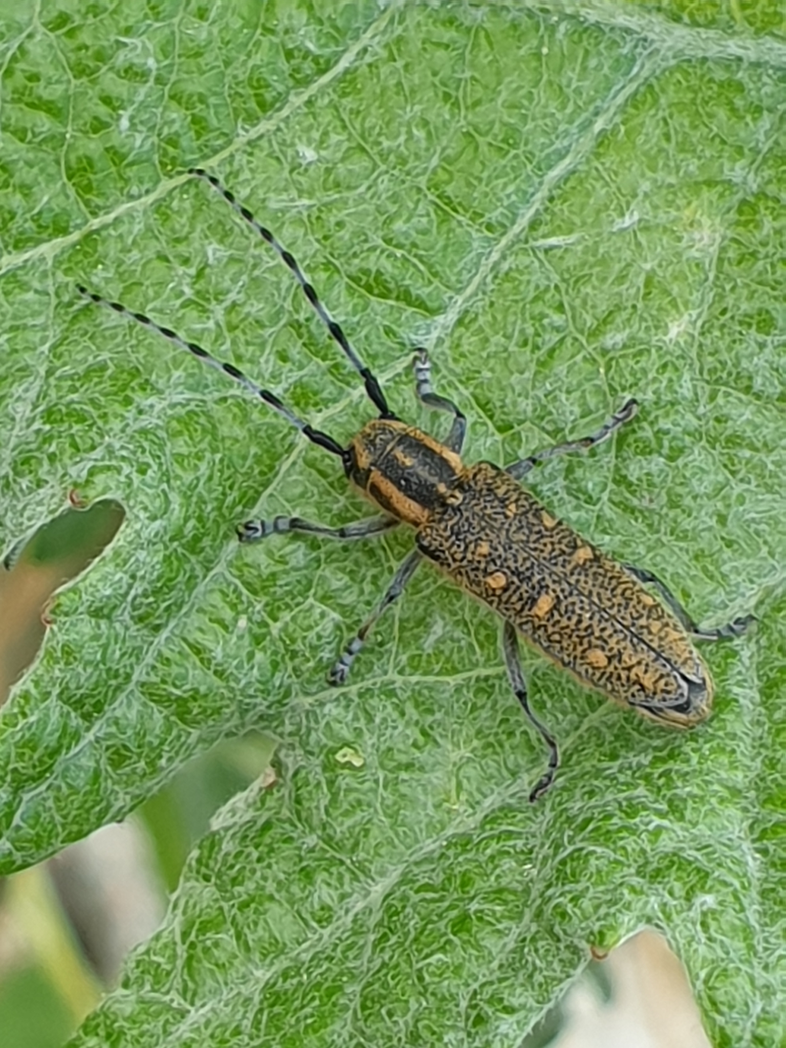 Saperda populnea (Linnaeus, 1758)